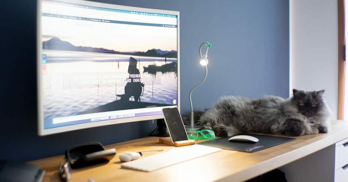 10 Tips To Be A Successful Cat Parent And Entrepreneur | Ecommerce Fastlane